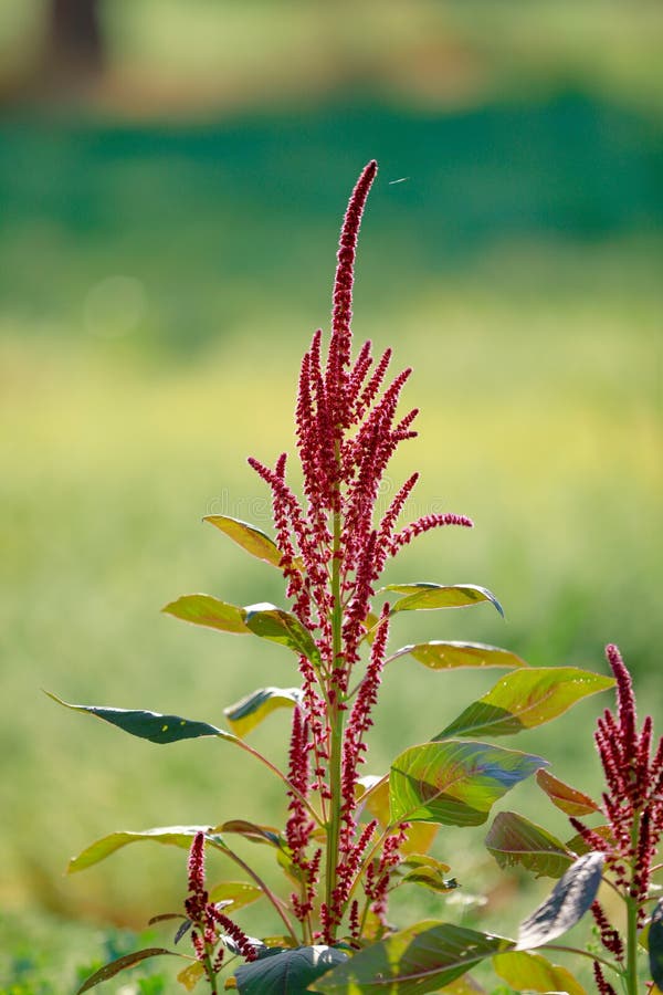 Amaranth grain field stock photo. Image of closeup, garden - 133217700
