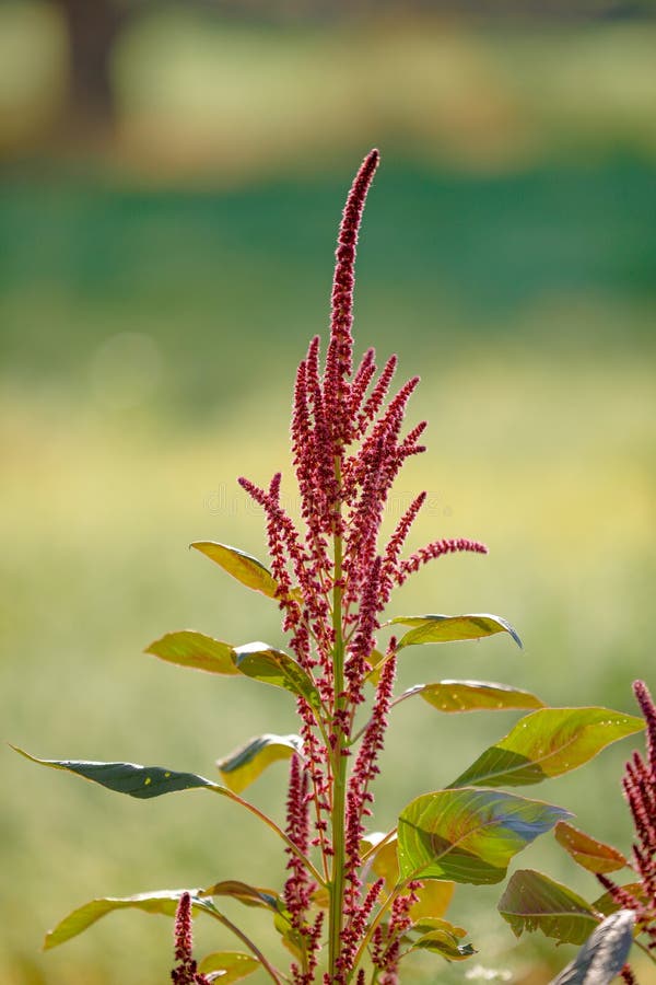 Amaranth grain field stock photo. Image of closeup, garden - 133217700