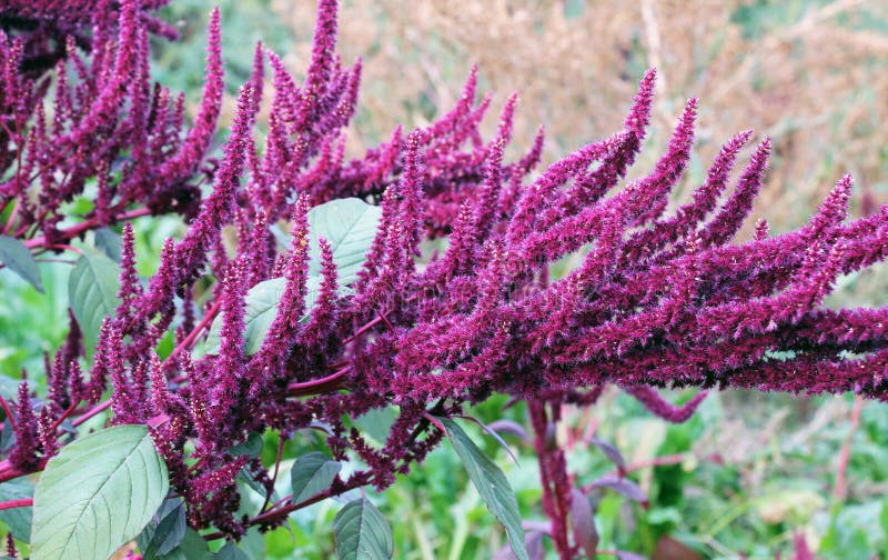 Amaranth in the garden stock image. Image of blooming - 102547895