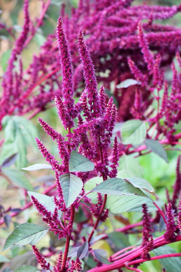 Amaranth in the garden stock image. Image of blooming - 102547895
