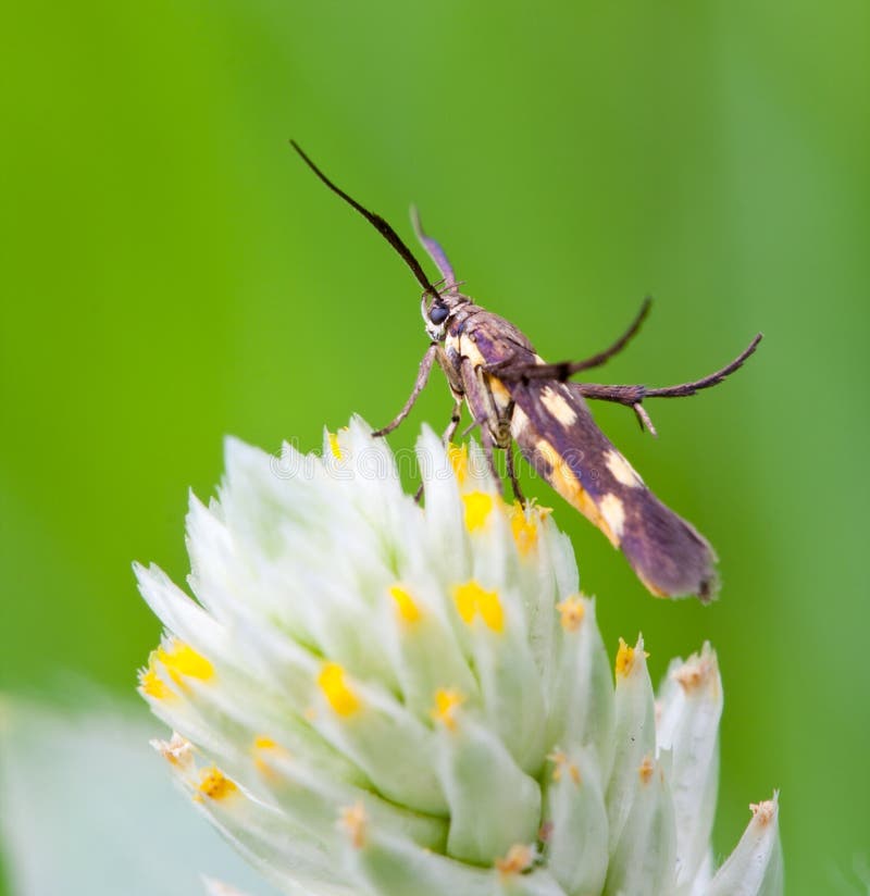 Amaranth and insect stock photo. Image of grain, petal - 25554150