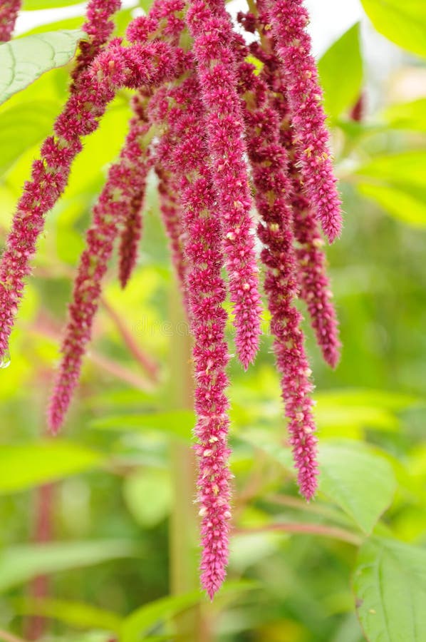 Amaranth (Love-Lies-Bleeding) Stock Photo - Image of bloom, grow: 20608950