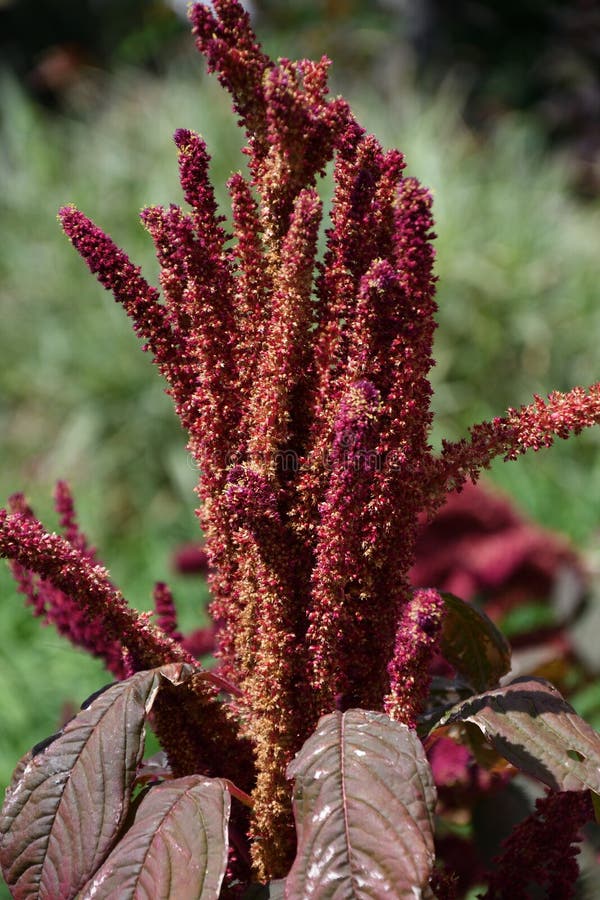 Amaranth is One of the Family Amaranthaceae Stock Image - Image of ...