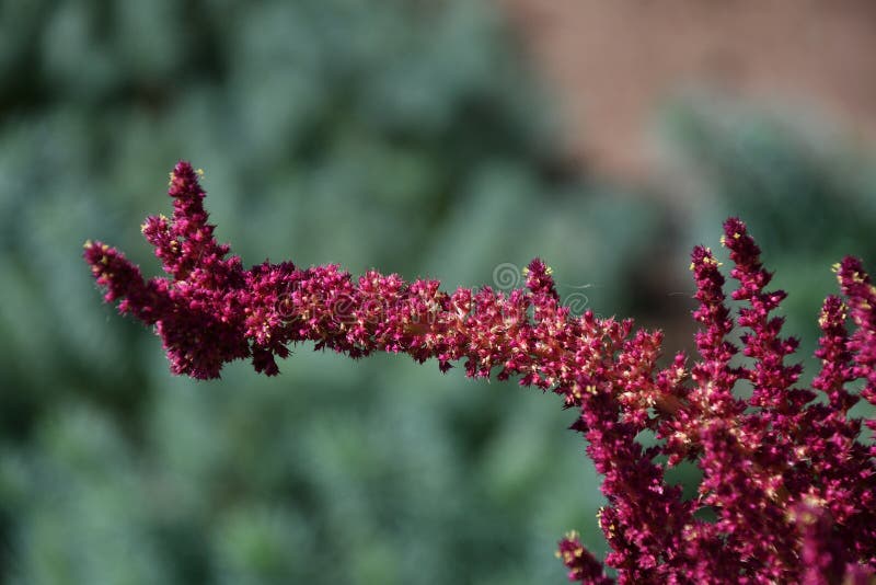 Amaranth is One of the Family Amaranthaceae Stock Photo - Image of ...