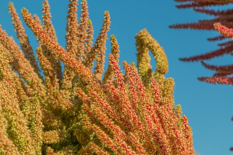 Yellow Amaranth Plant & X28;Amaranthus Stock Image - Image of ...