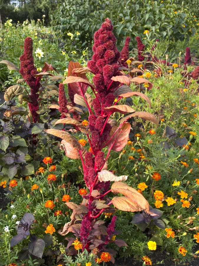 Amaranth Plant Stock Images - Download 3,561 Royalty Free Photos