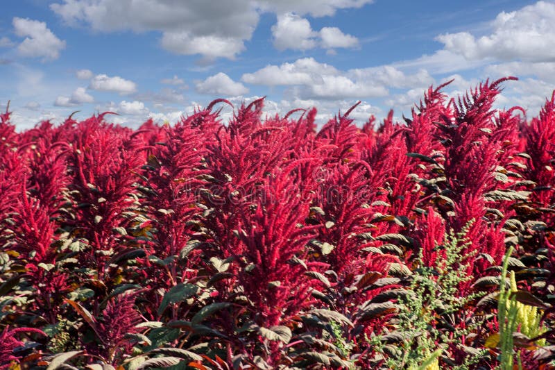 Red Amaranth Flower in a Field Under a Blue Sky with Clouds Stock Photo ...