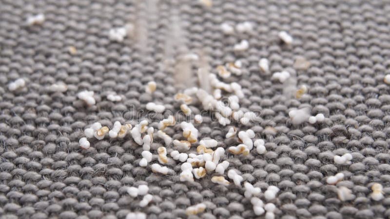 Amaranth Popping, Puffed Grains Falling on a Rustic Rough Jute Surface ...