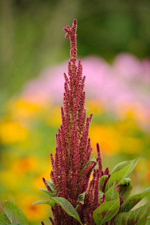 Amaranth (Prince S Feather) on Flower Bed Stock Photo - Image of ...