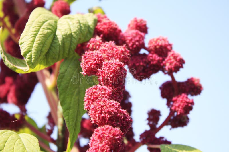 Amaranth in the garden stock image. Image of closeup - 102548223