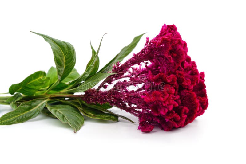 Amaranth with red flowers stock image. Image of agriculture - 196894247