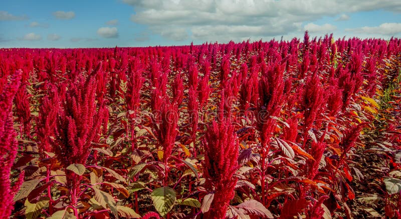 Red Field of Amaranth of Distant Green Forest Under Cloudy Dark Blue ...