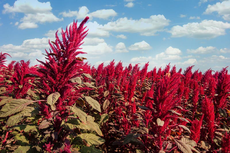 Red Field of Amaranth of Distant Green Forest Under Cloudy Dark Blue ...