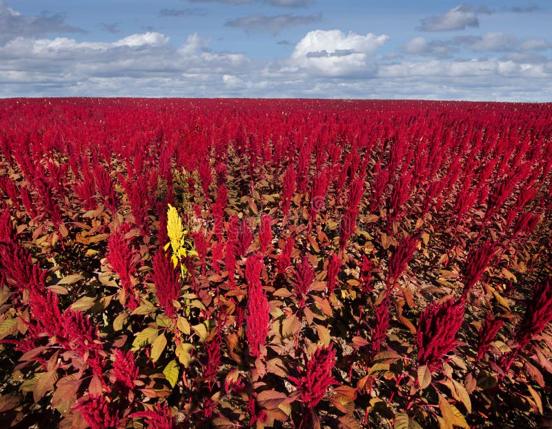 Red Field of Amaranth of Distant Green Forest Under Cloudy Dark Blue ...