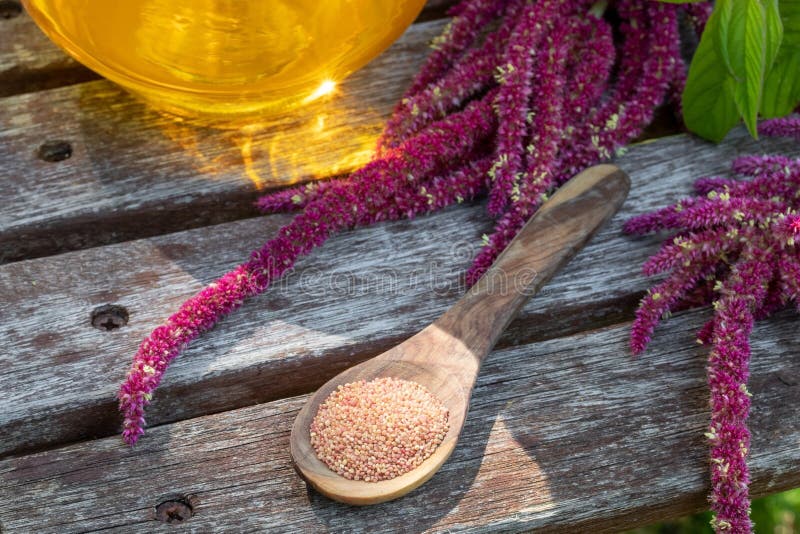 Red Amaranth Seeds Begin To Sprout Stock Photo - Image of seed, stem ...