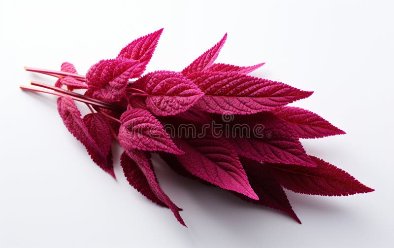 Amaranth Transparent Backdrop Stock Illustration - Illustration of ...