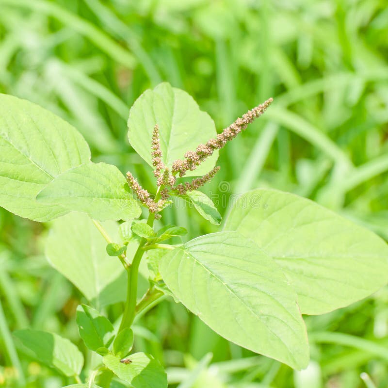 Amaranth tree stock image. Image of delicious, cook, edible - 44184803