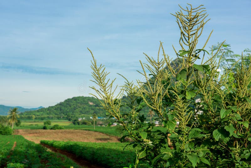 Amaranth,trees in the Garden and on Nature Background Stock Image ...