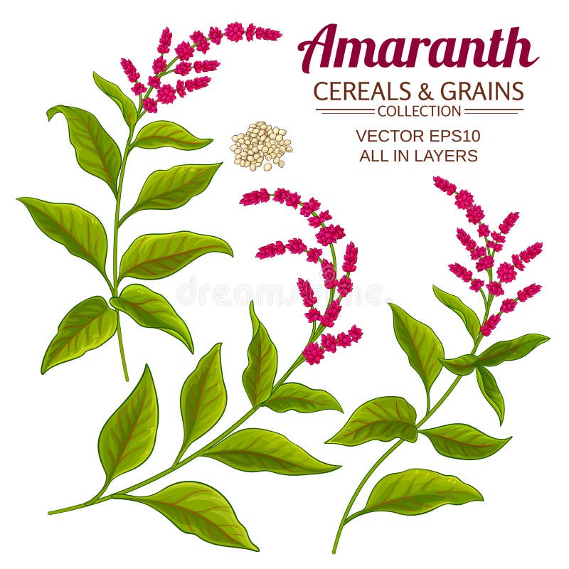 Fresh Amaranth Leaves Background Stock Illustrations – 86 Fresh ...
