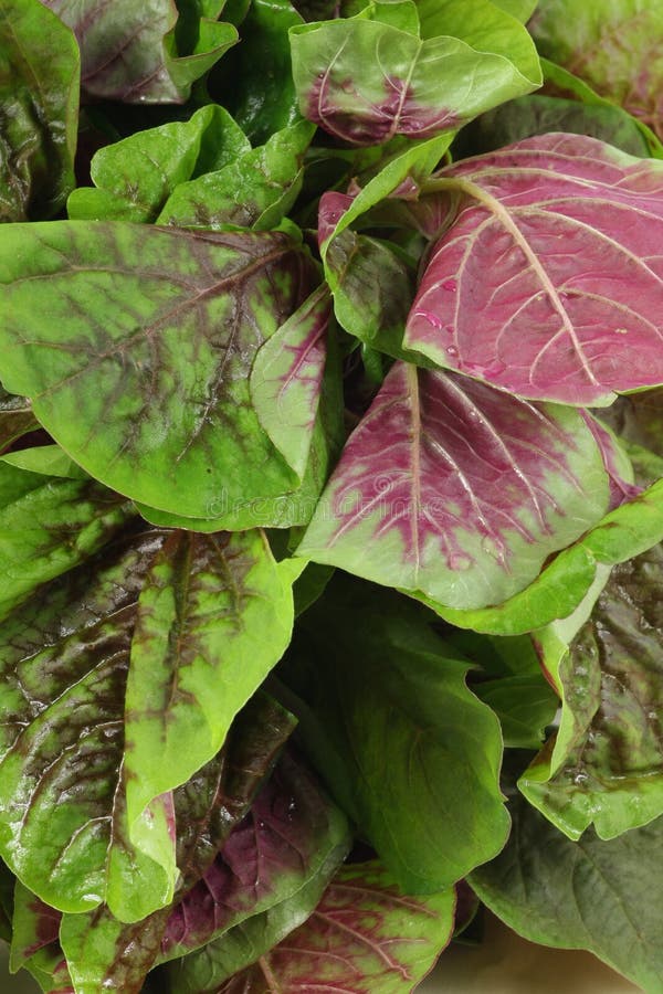 Amaranth vegetable stock photo. Image of farming, china - 14986180