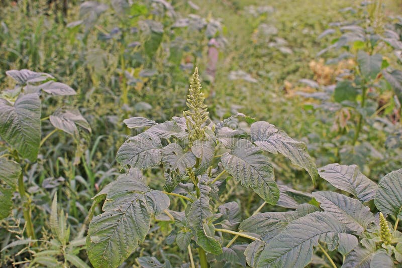 Broadleaf Weed in Paddy Field Stock Image - Image of cultivation, field ...