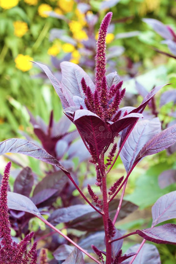 Plan Rapproché D'inflorescence De Cruentus D'amarantus D'amaranthe Rouge Sur Le Sunn Image stock ...