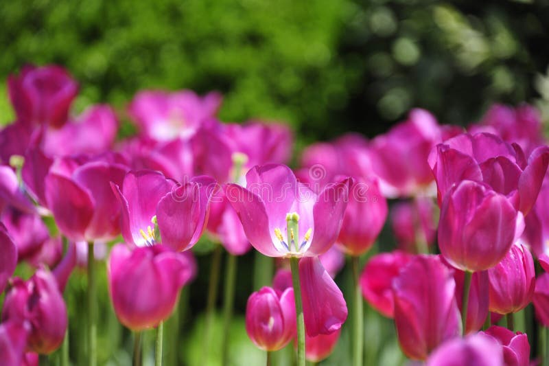 Amaranthine tulip stock image. Image of bokeh, blossom - 36150287