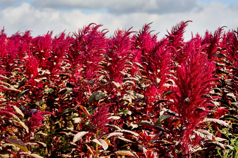 Amaranthus Field Natural Superfood Plant Stock Image - Image of closeup ...