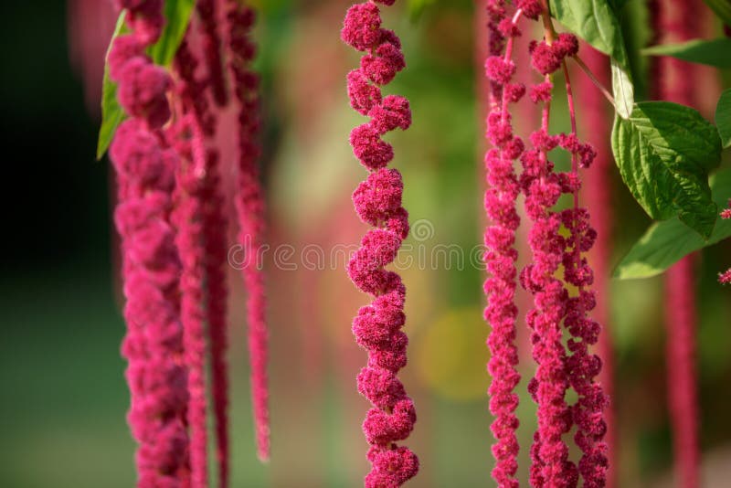 Amaranthus Caudatus. Red Long Flowers Stock Image - Image of garden ...