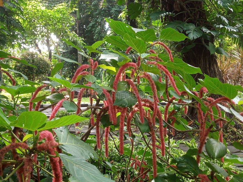 Amaranthus Caudatus stock photo. Image of caudatus, food - 295579890