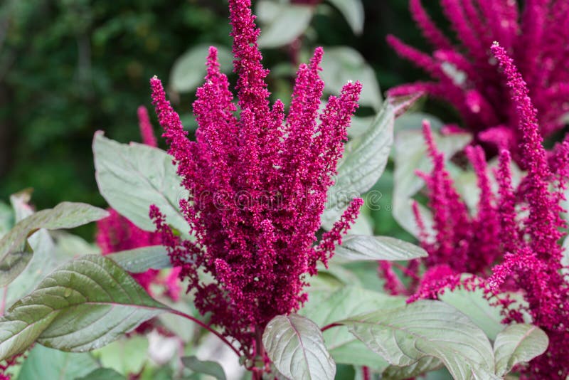 Red Amaranth (Amaranthus Cruentus) Stock Image - Image of plant ...