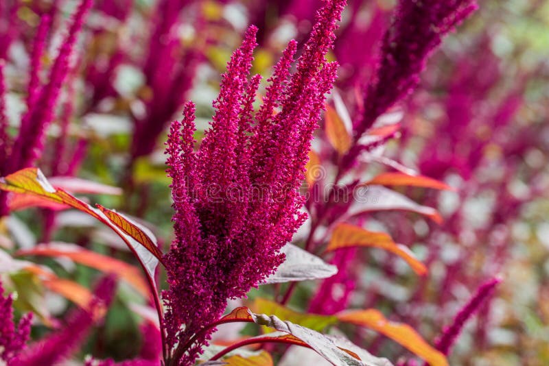 Amaranthus Cruentus, Flores De Amaranth Imagem de Stock - Imagem de ...