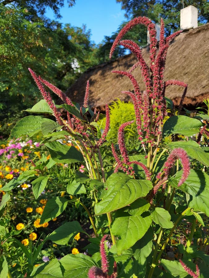 Amaranth in the garden stock image. Image of pink, purple - 102548545