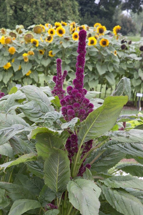 Amaranthus - Elephant Head stock photo. Image of amaranthus - 58321114