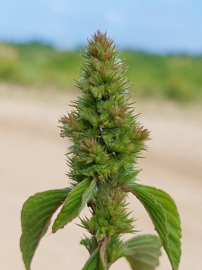 Amaranthus retroflexus stock photo. Image of delilei - 254490318