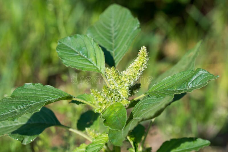 Amaranthus Retroflexus, Red-root Amaranth Flowers Closeup Selective ...