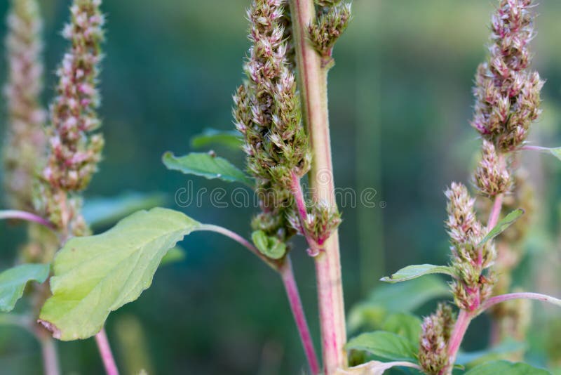 Amaranthus Retroflexus Spiny Amaranth, Amaranthus Spinosus with Leaves ...