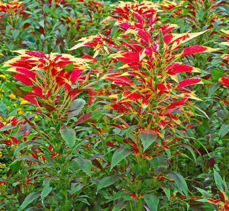 Amaranths Tricolor Stock Photos - Free & Royalty-Free Stock Photos from ...