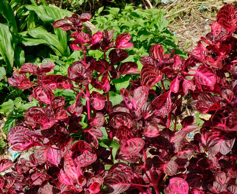 Amaranthus tricolor plants stock image. Image of house - 74356629