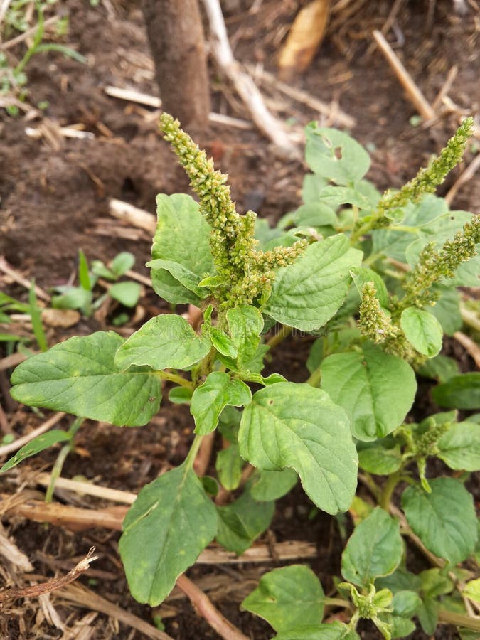 Amaranthus Viridis Tree in Nature Garden Stock Photo - Image of green ...