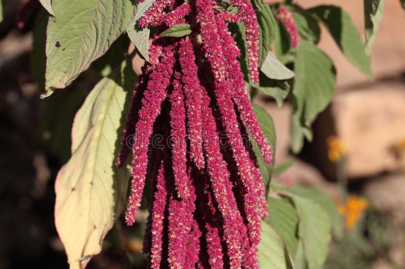 Hybridus Verde Del Amaranto Del Amaranto Foto de archivo - Imagen de rojo, hermoso: 105344888