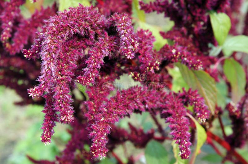 Inflorescencia Del Cruentus Del Amaranto Del Amaranto Rojo Foto de ...