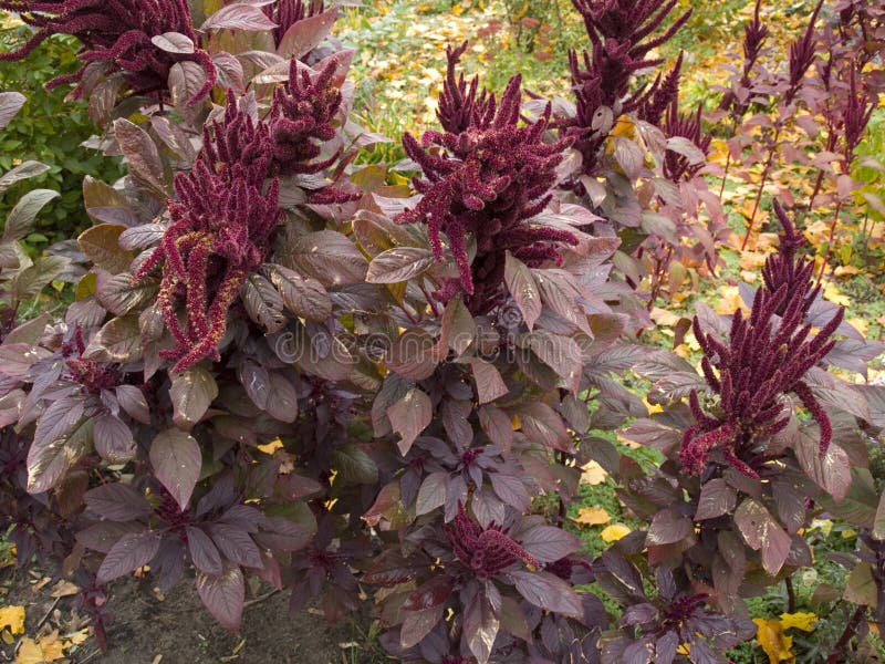 Planta Floreciente Del Amaranto Foto de archivo - Imagen de ornamental ...