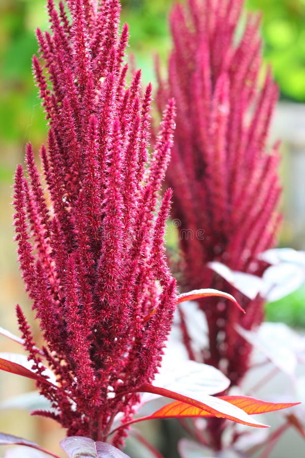 Amaranto Rojo (cruentus Del Amaranto) Imagen de archivo - Imagen de ...