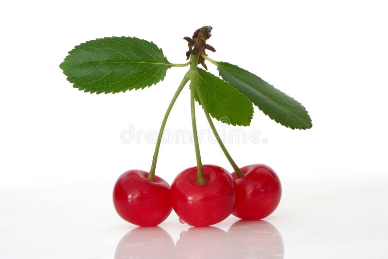 Amarena fotografia stock. Immagine di ciliegia, estate - 951158