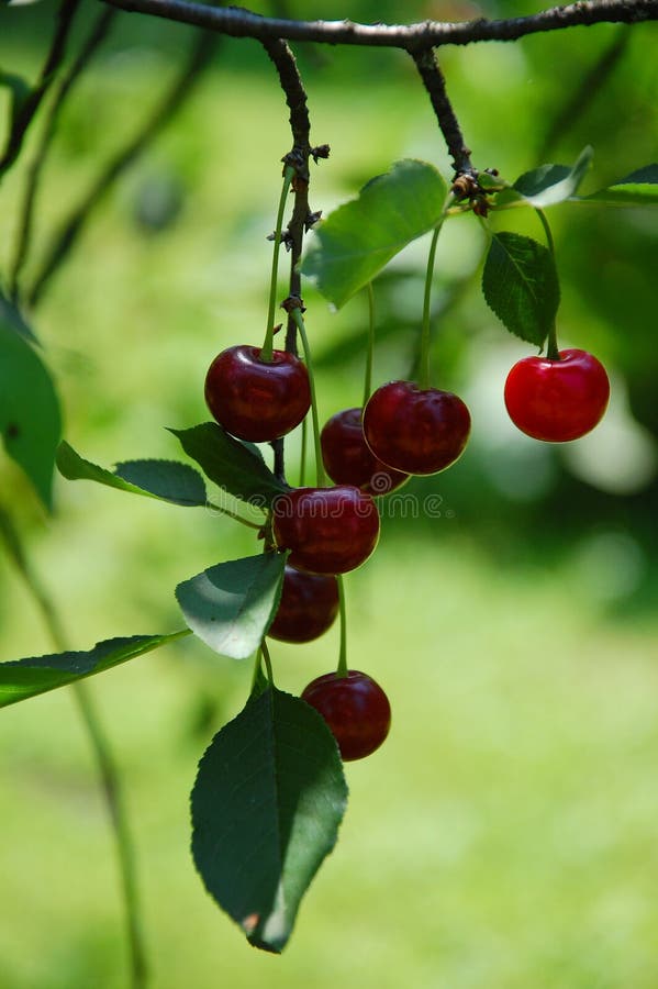 Amarena sull'albero immagine stock. Immagine di rosso - 35846287