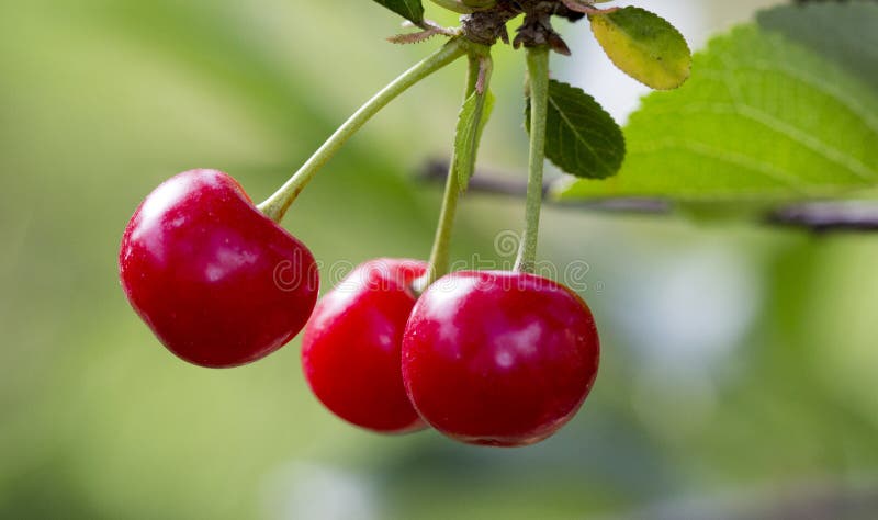 Amarena sull'albero immagine stock. Immagine di verde - 73238059