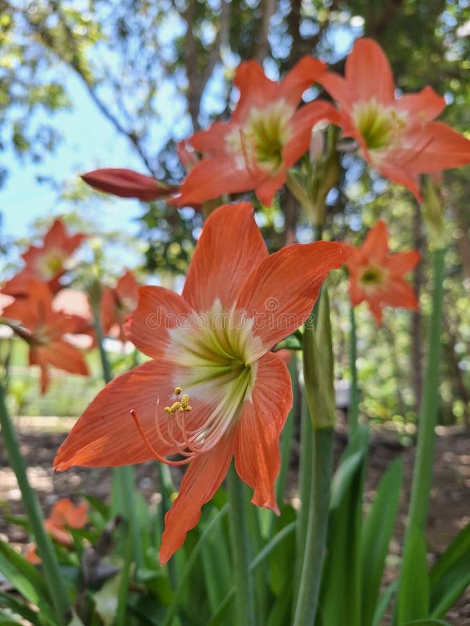 Amarilisfower Stock Photos - Free & Royalty-Free Stock Photos from ...