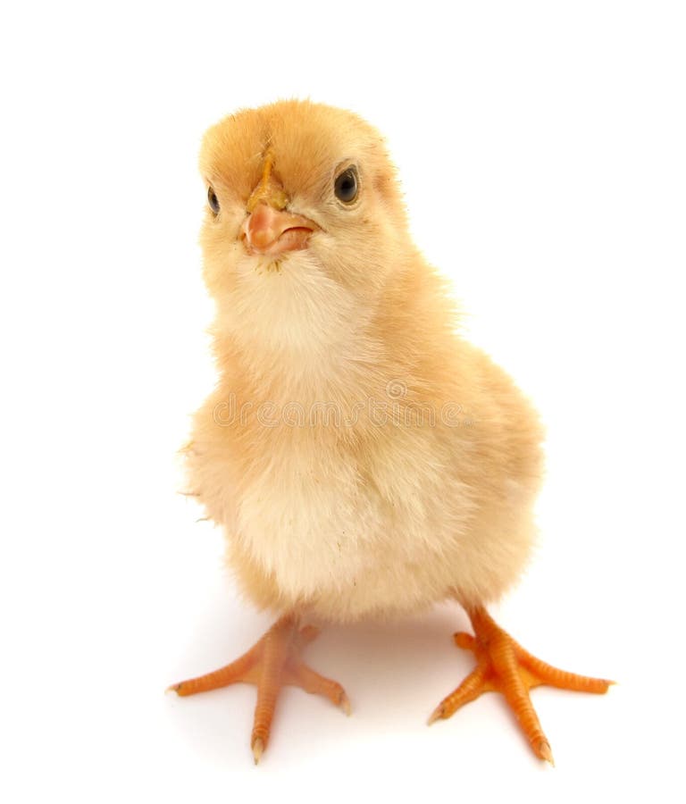 Amarillee el polluelo foto de archivo. Imagen de gorjeo - 10402248
