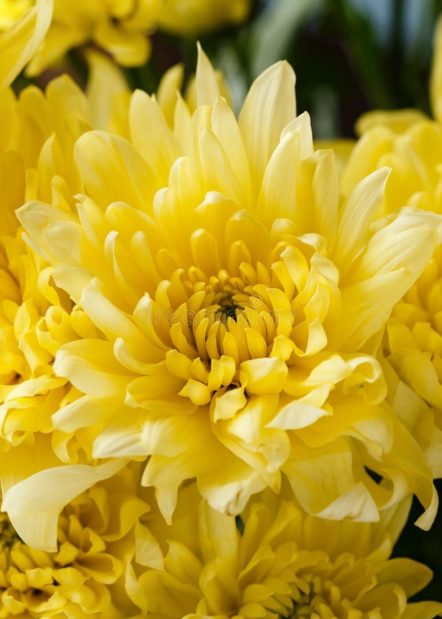 Crisantemo Amarillo Como Un Fondo O Textura Imagen de archivo - Imagen ...